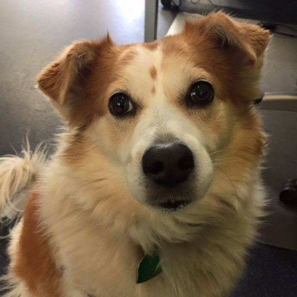 About Our Company | Integral